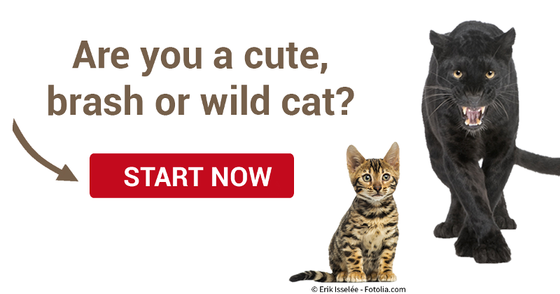 Cat Personality Test